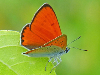 Großer Feuerfalter Lycaena dispar Large Copper